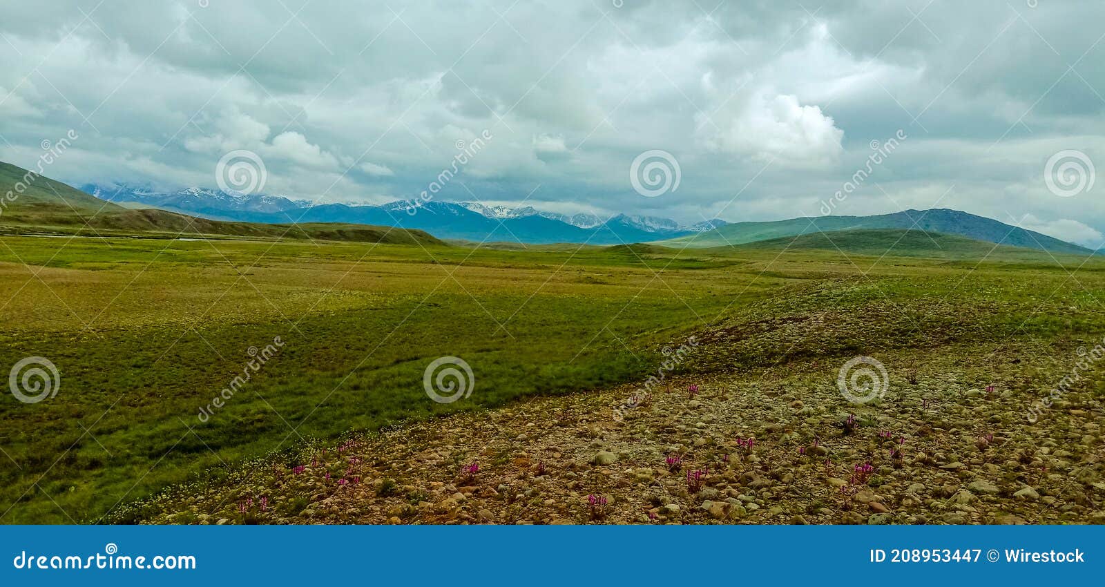 Endless Grass Royalty-Free Stock Photography | CartoonDealer.com #2293541