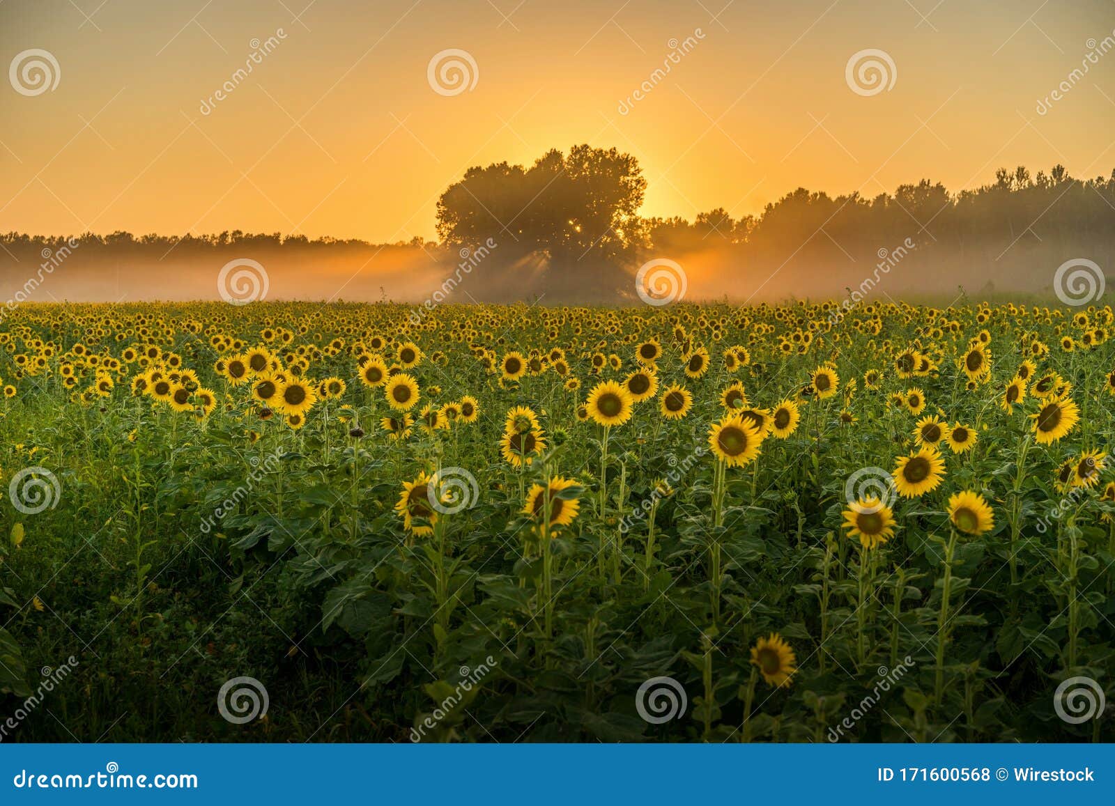 Breathtaking View of a Field Full of Sunflowers and the Trees in the ...