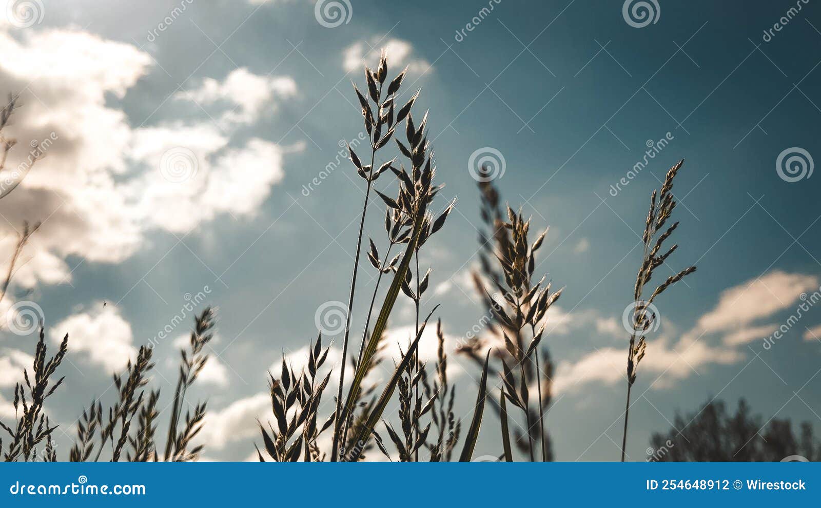 Breathtaking View of Tall Wheat and Grass in a Field Lit by Gentle ...