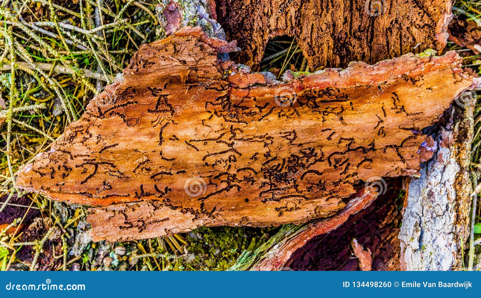 Breathtaking View of a Tree Bark on Green Grass with Irregular Patterns ...