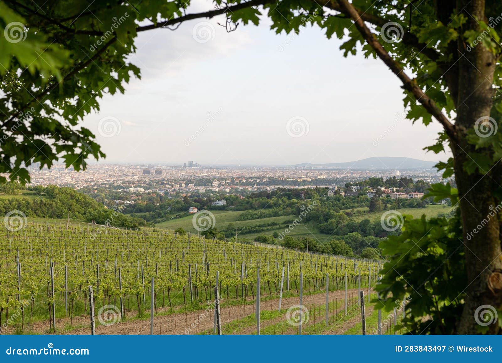 Breathtaking View of a Vibrant Vineyard Landscape with Vienna in the ...