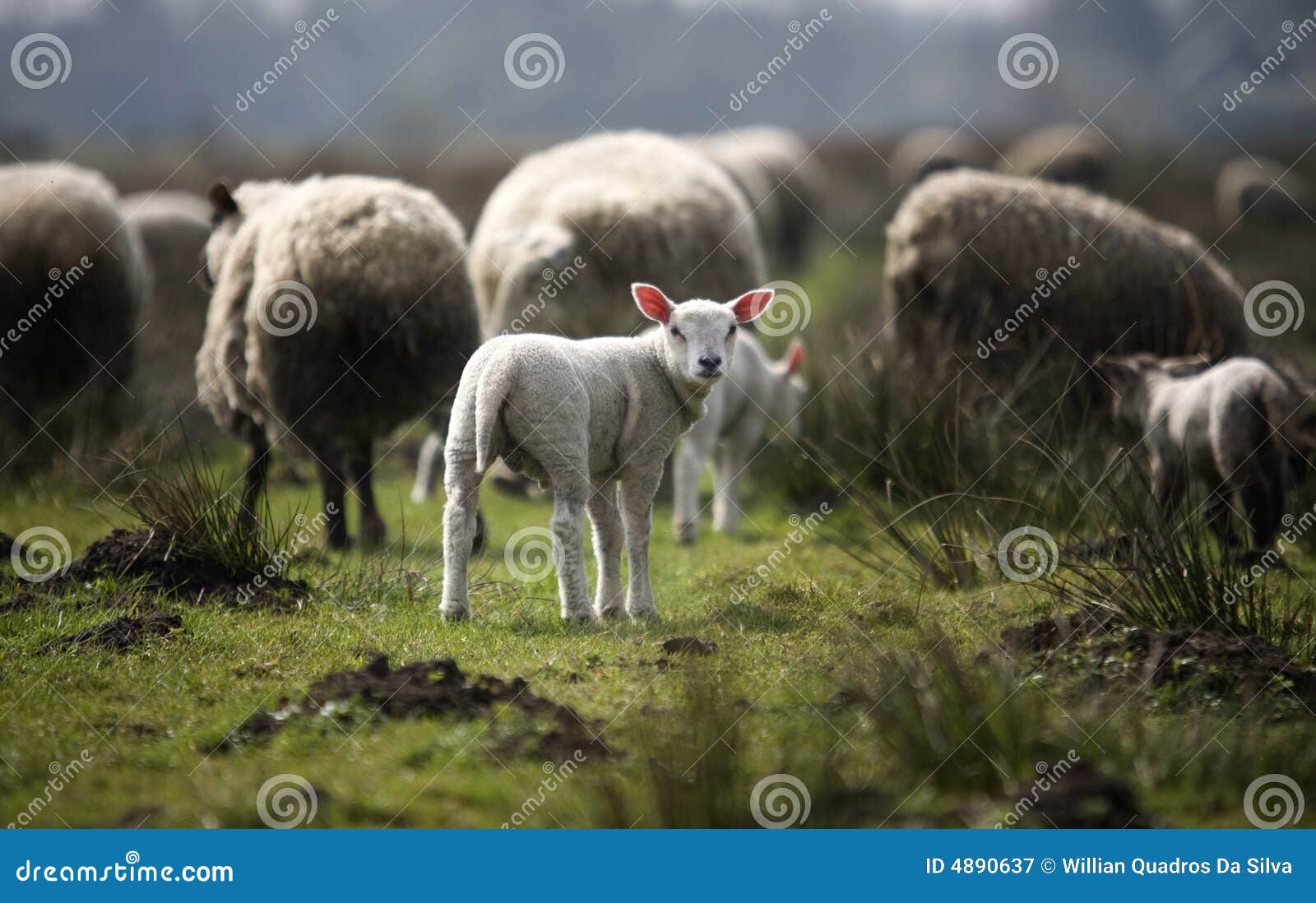 Brebis image stock. Image du chèvre, ferme, noir, blanc - 4890637