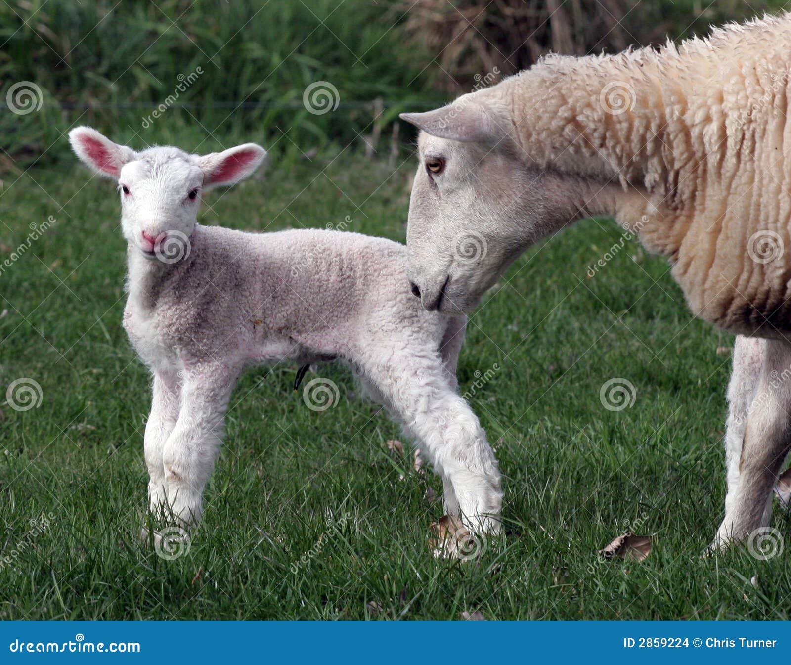 Brebis avec l'agneau photo stock. Image du nature, mignon - 2859224