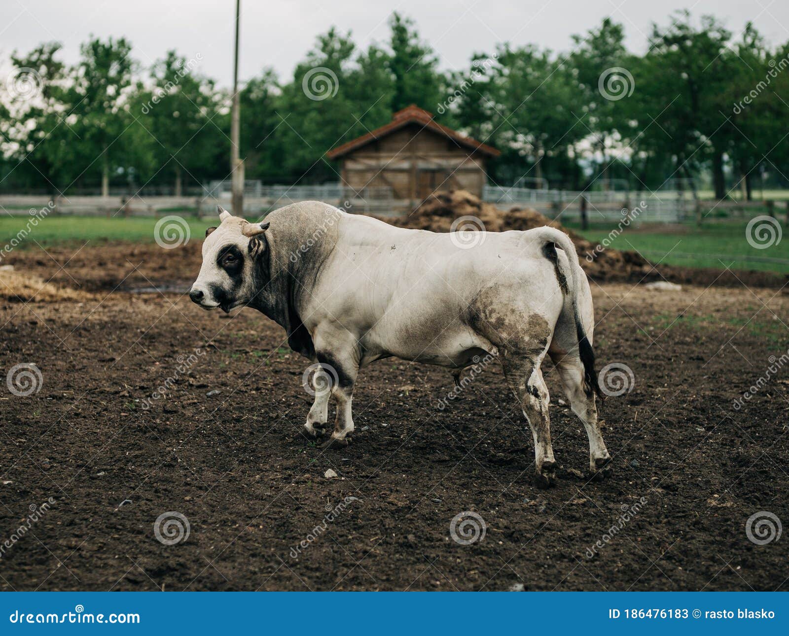 Breed of Argentine Bull Reared for Meat Stock Image - Image of herd ...