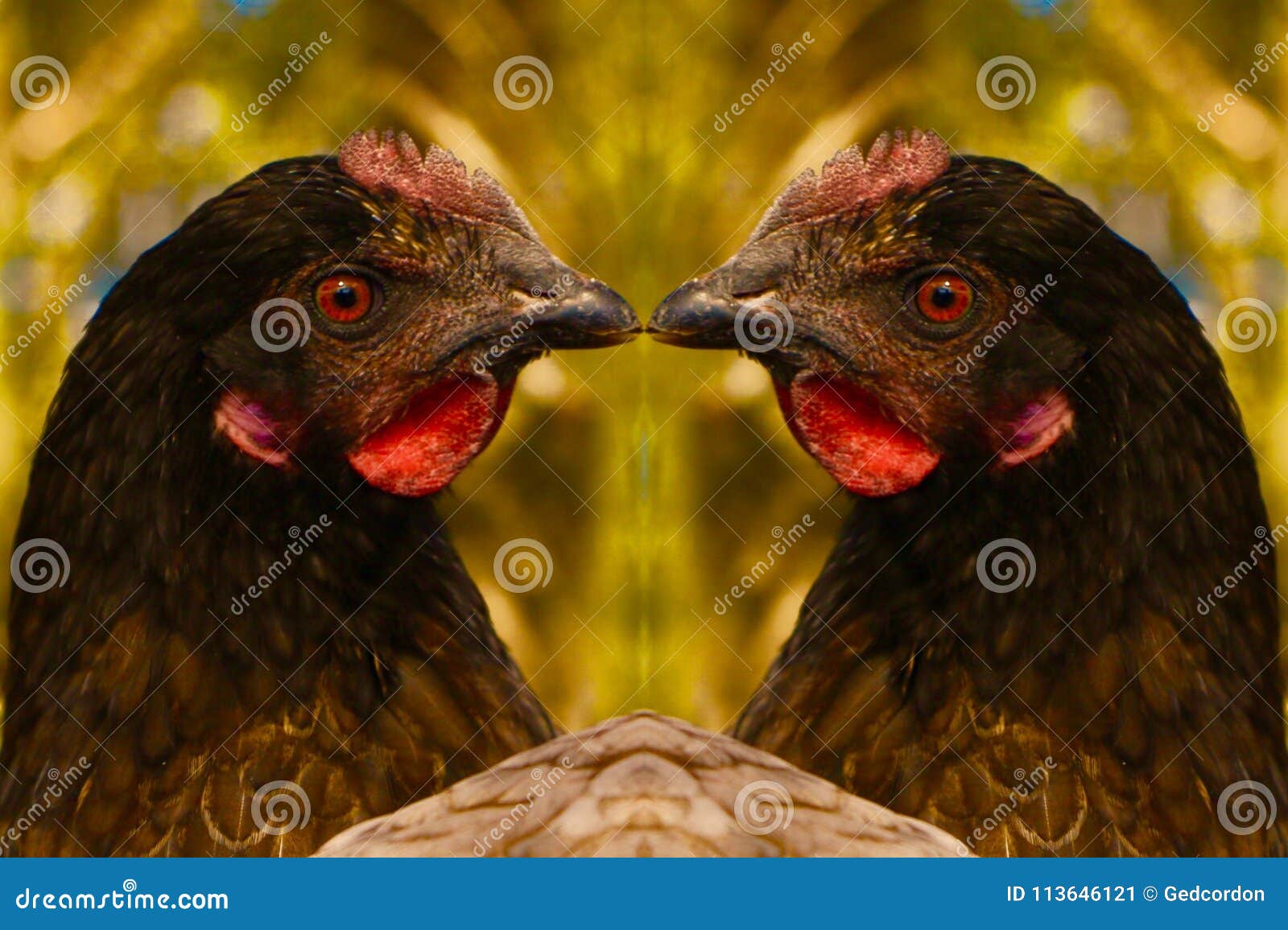 A Bluebell Hen Mirrored stock image. Image of blurred - 113646121