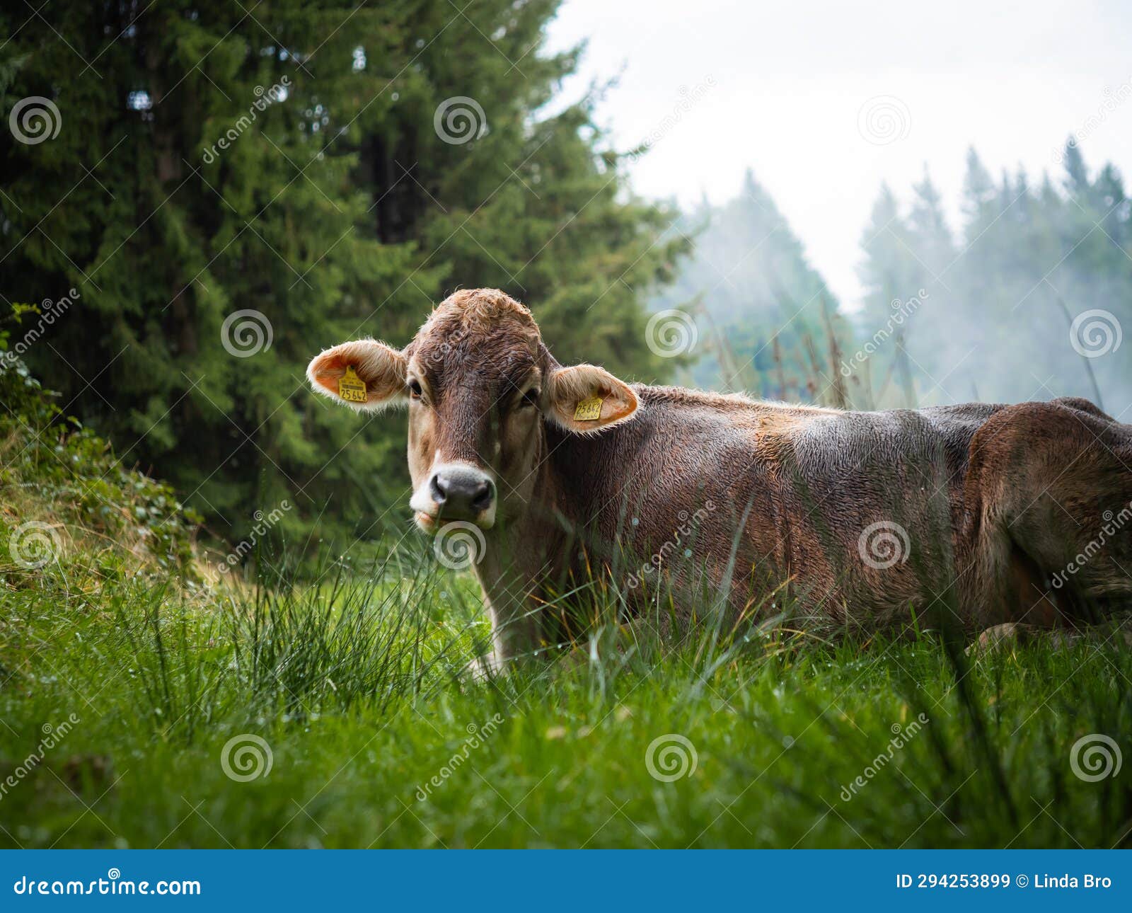 Breed of Cattle on a Forest Glade Stock Image - Image of breed, animal ...