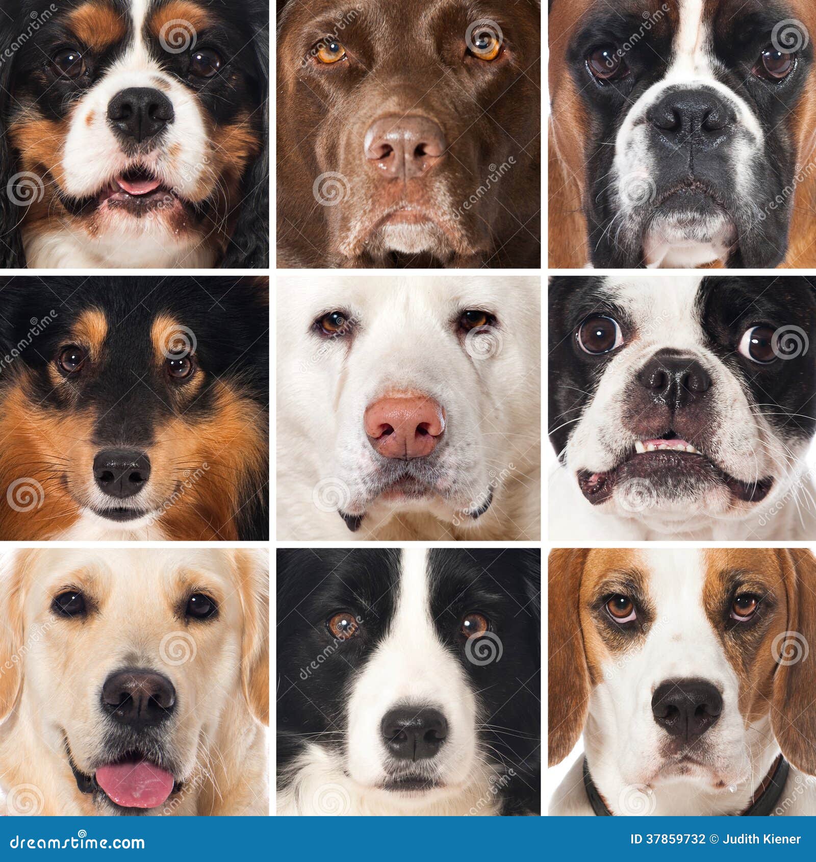 Breed dogs collage stock photo. Image of pets, akita - 37859732