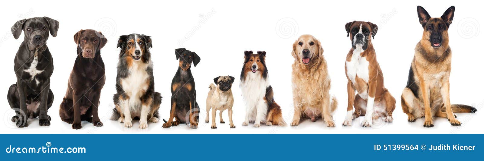 Breed Dogs Collage Stock Photography | CartoonDealer.com #37859732