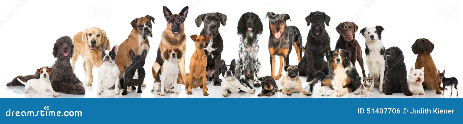 Breed Dogs Collage Stock Photo | CartoonDealer.com #37859940