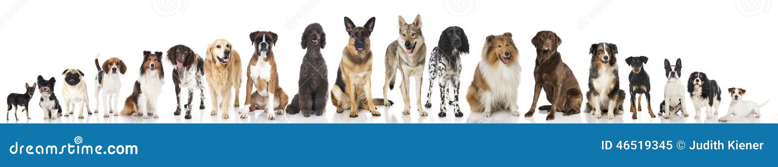 Breed Dogs Collage Stock Photo | CartoonDealer.com #37859940