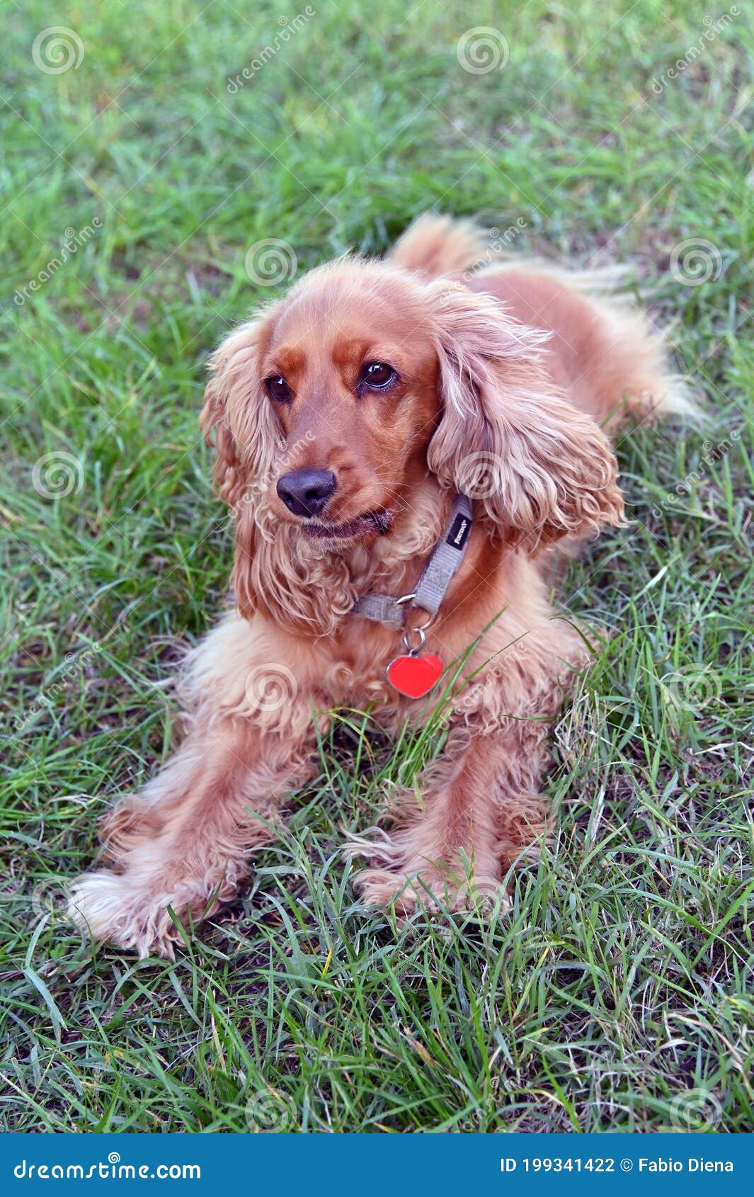 Breed English Cocker Spaniel Stock Photo - Image of green, english ...