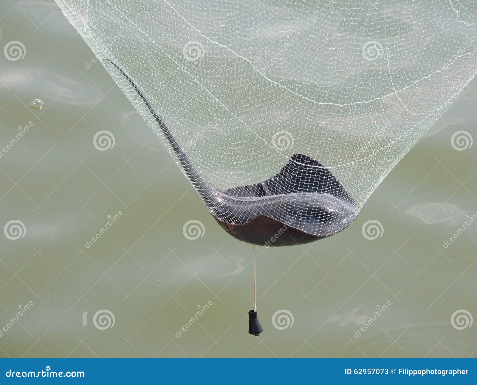 Breed Fish stock image. Image of pier, comacchio, nylon - 62957073