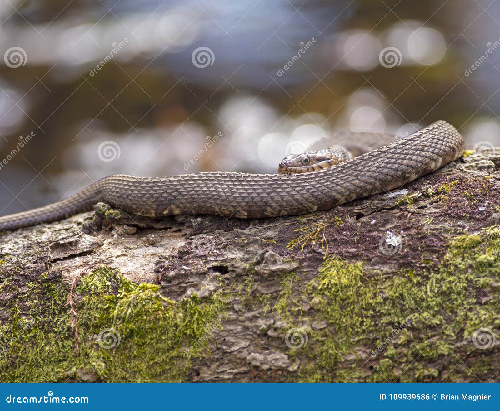 Breed-gestreepte Waterslang Stock Foto - Image of schot, riet: 109939686