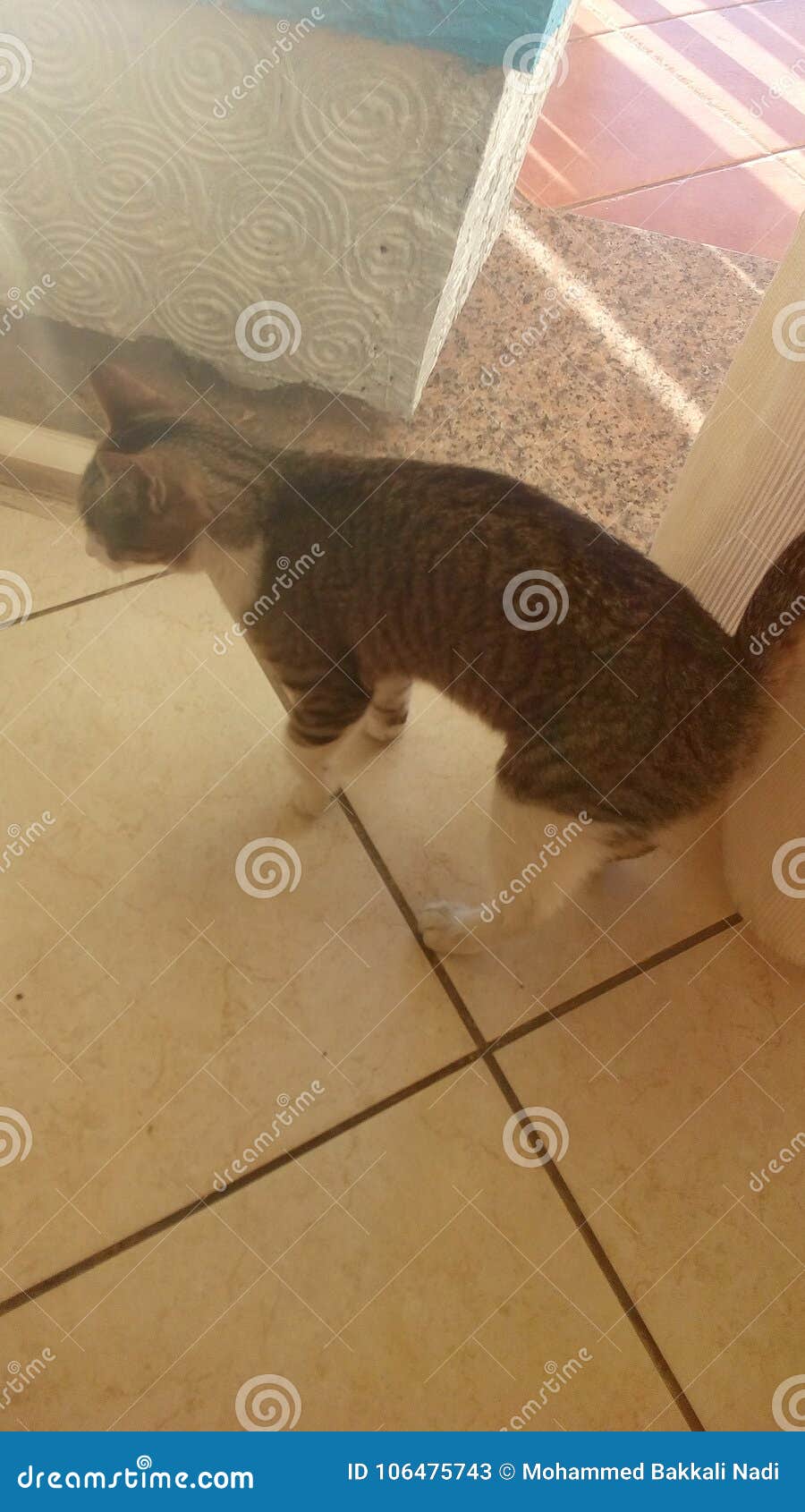 Moroccan cat stock image. Image of lives, breed, morocco - 106475743