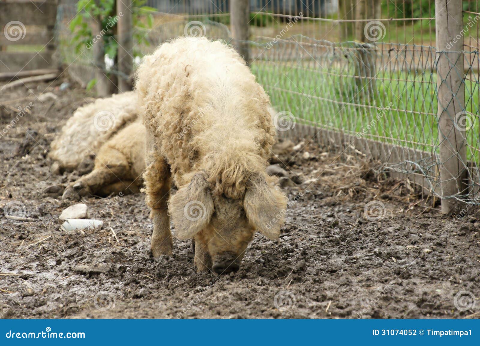 Breed of pig - Mangalitsa stock photo. Image of piggy - 31074052