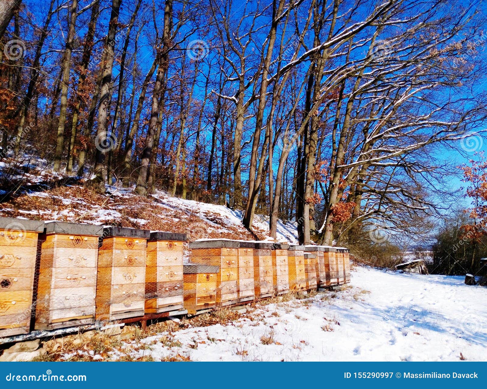 Breeding of bees stock image. Image of nature, bees - 155290997