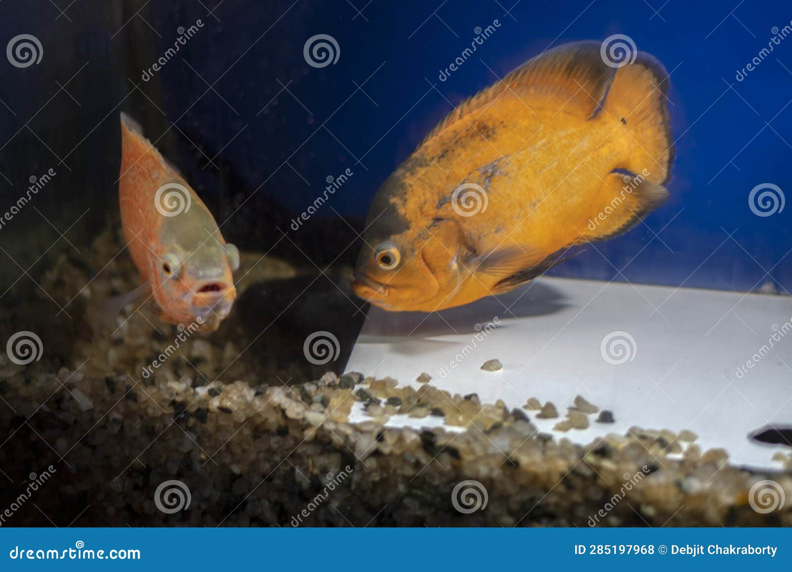 Breeding Behavior of Oscar Fish Stock Photo - Image of ocellatus ...