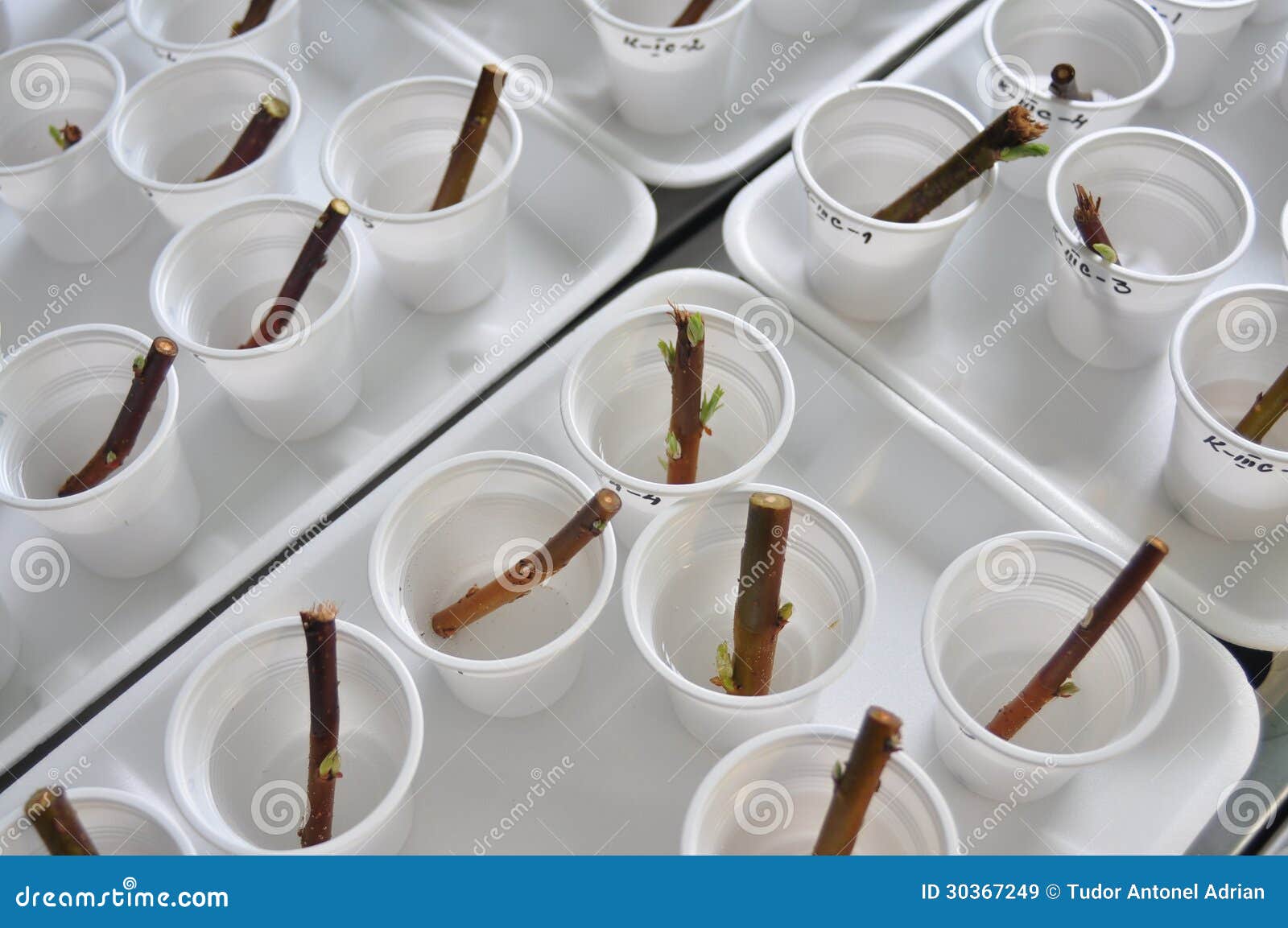 Breeding branches stock image. Image of physiology, organism - 30367249