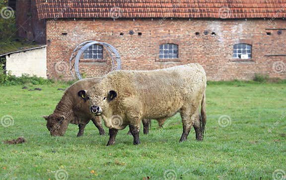 Breeding bull stock image. Image of diet, nose, husbandry - 61596917