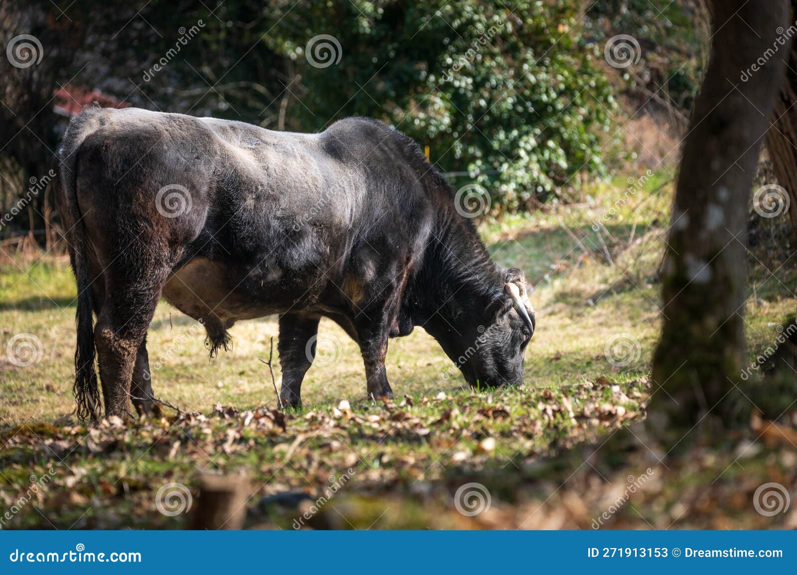 Breeding bull on pasture stock image. Image of livestock - 271913153