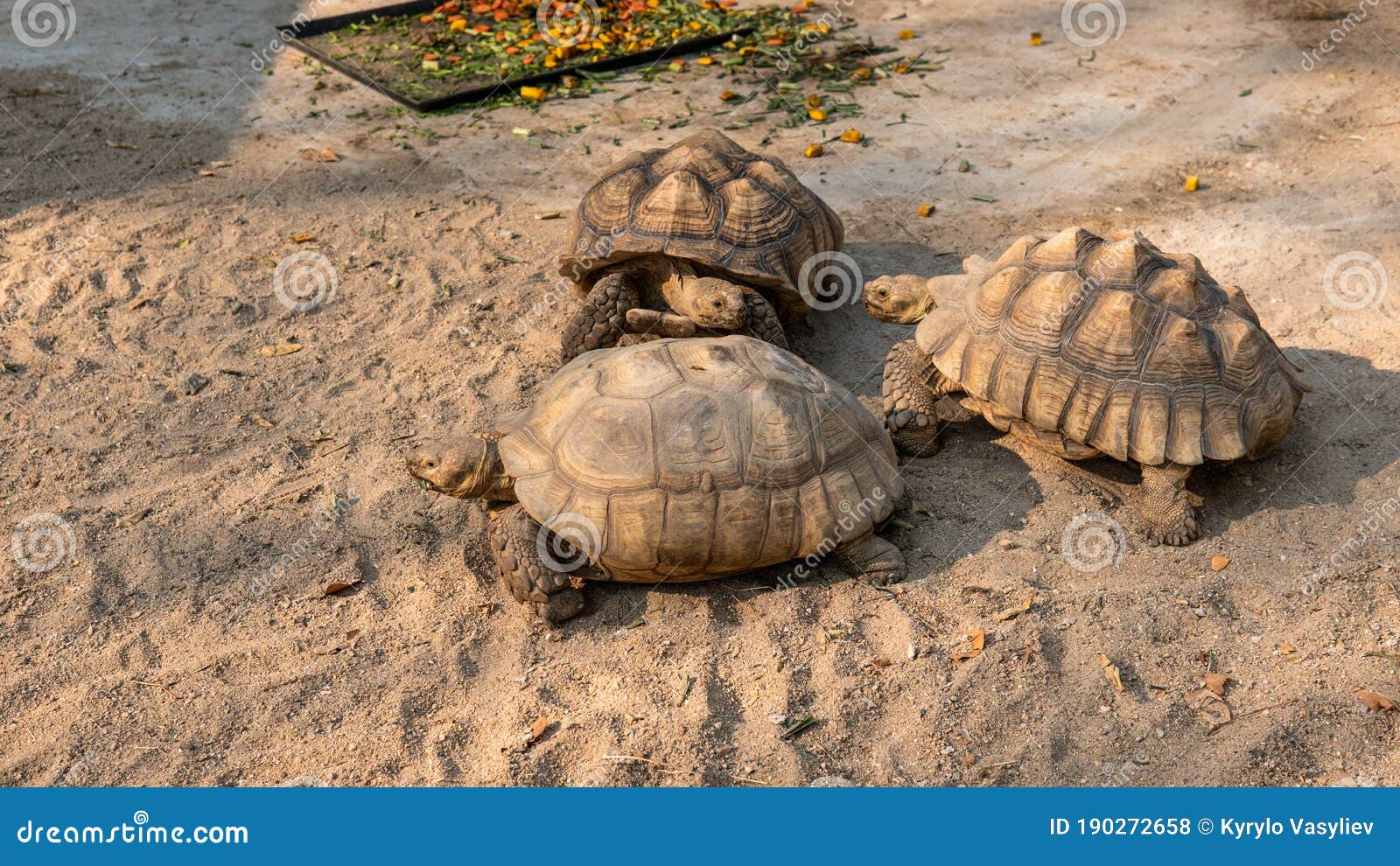 Breeding and Caring for Turtles at the Zoo. Care and Control of the ...