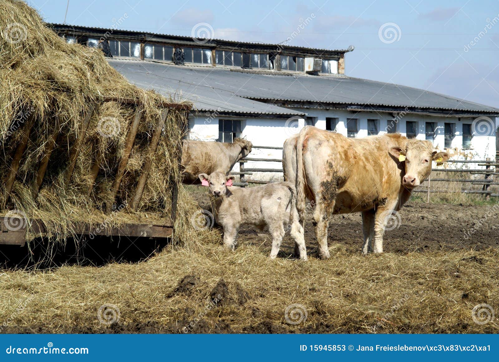 Breeding cattle stock image. Image of beef, fence, livestock - 15945853