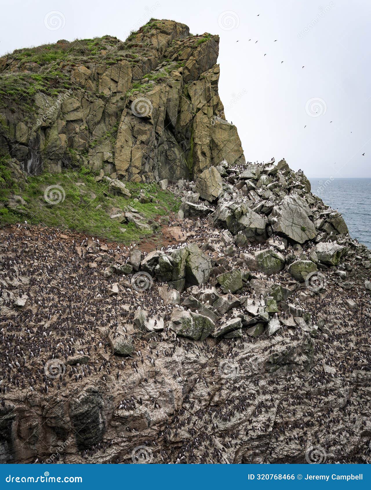 Breeding Colony of Common Guillemot on Lunga Stock Photo - Image of ...