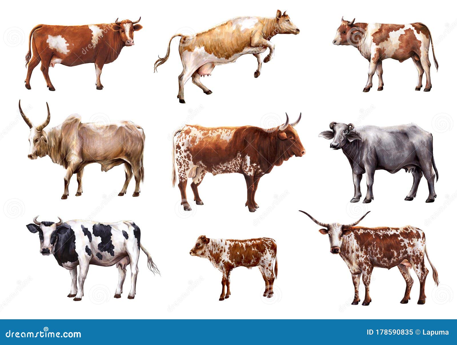 Breeding Cow. Animal Husbandry Stock Illustration - Illustration of ...