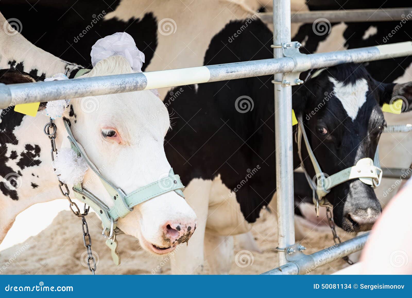 Breeding cows in the barn stock photo. Image of country - 50081134