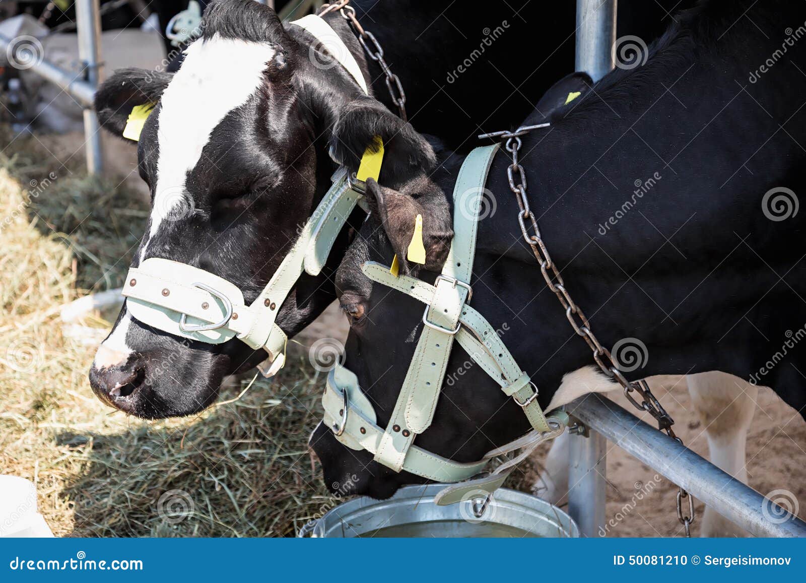 Breeding cows in the barn stock photo. Image of side - 50081210