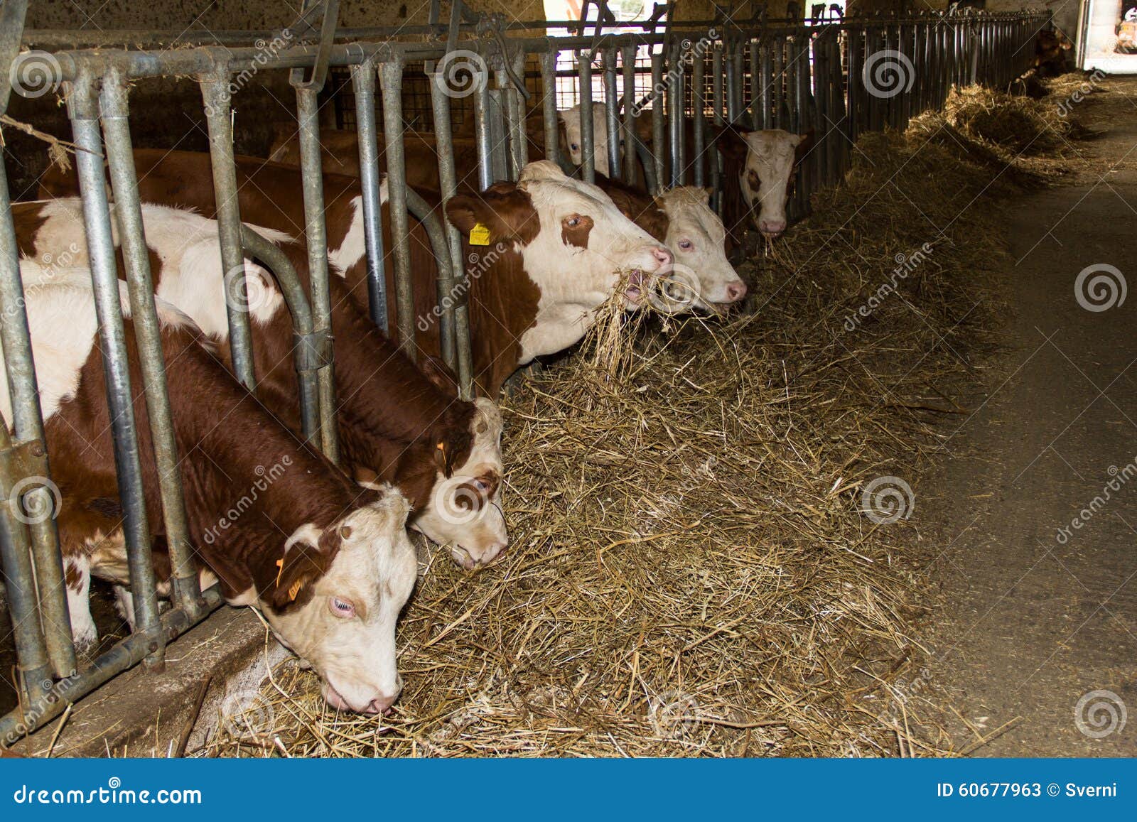 Breeding cows stock image. Image of agriculture, couple - 60677963