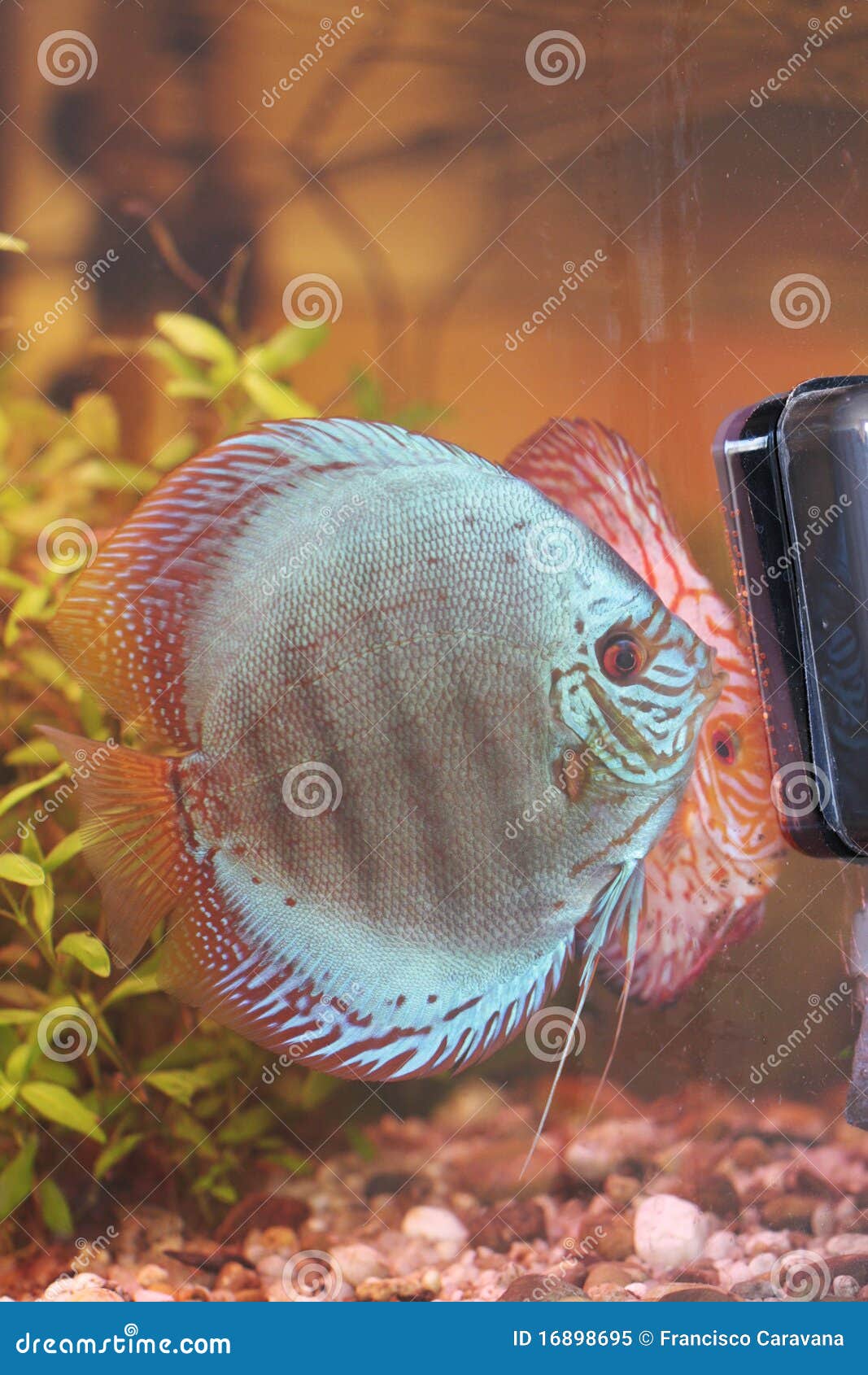 Breeding discus stock image. Image of pets, freshwater - 16898695
