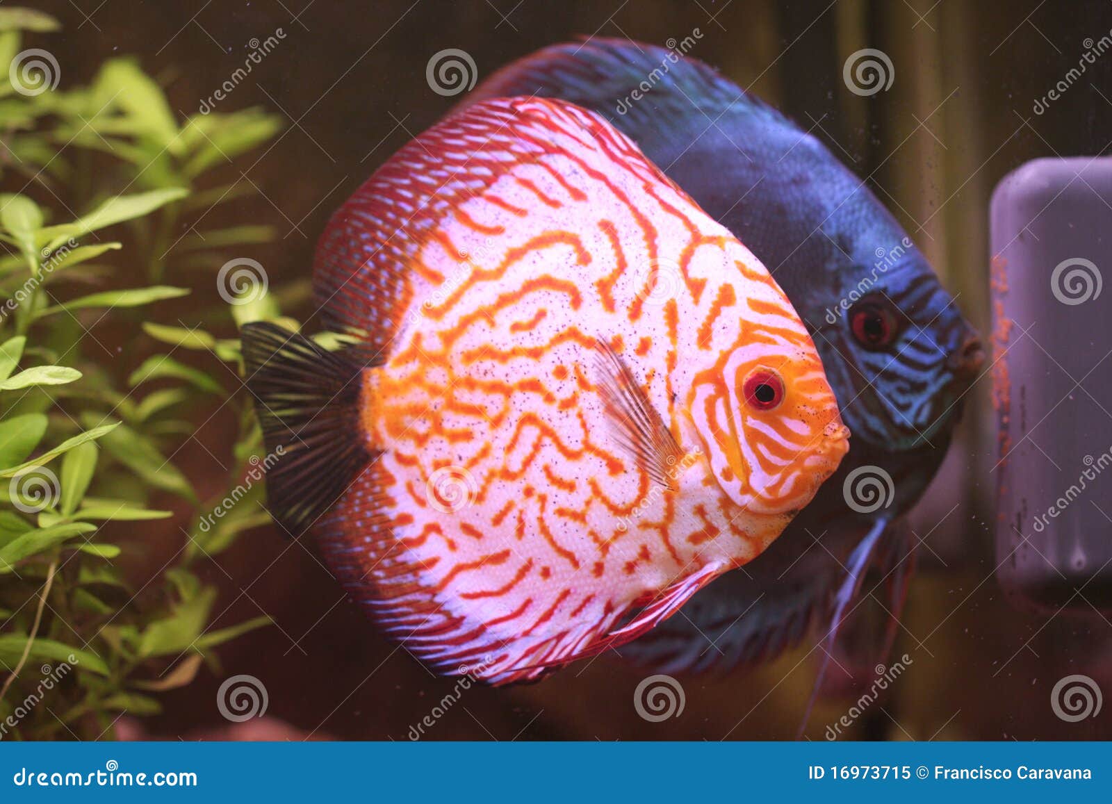 Breeding discus stock image. Image of breeding, eggs - 16973715