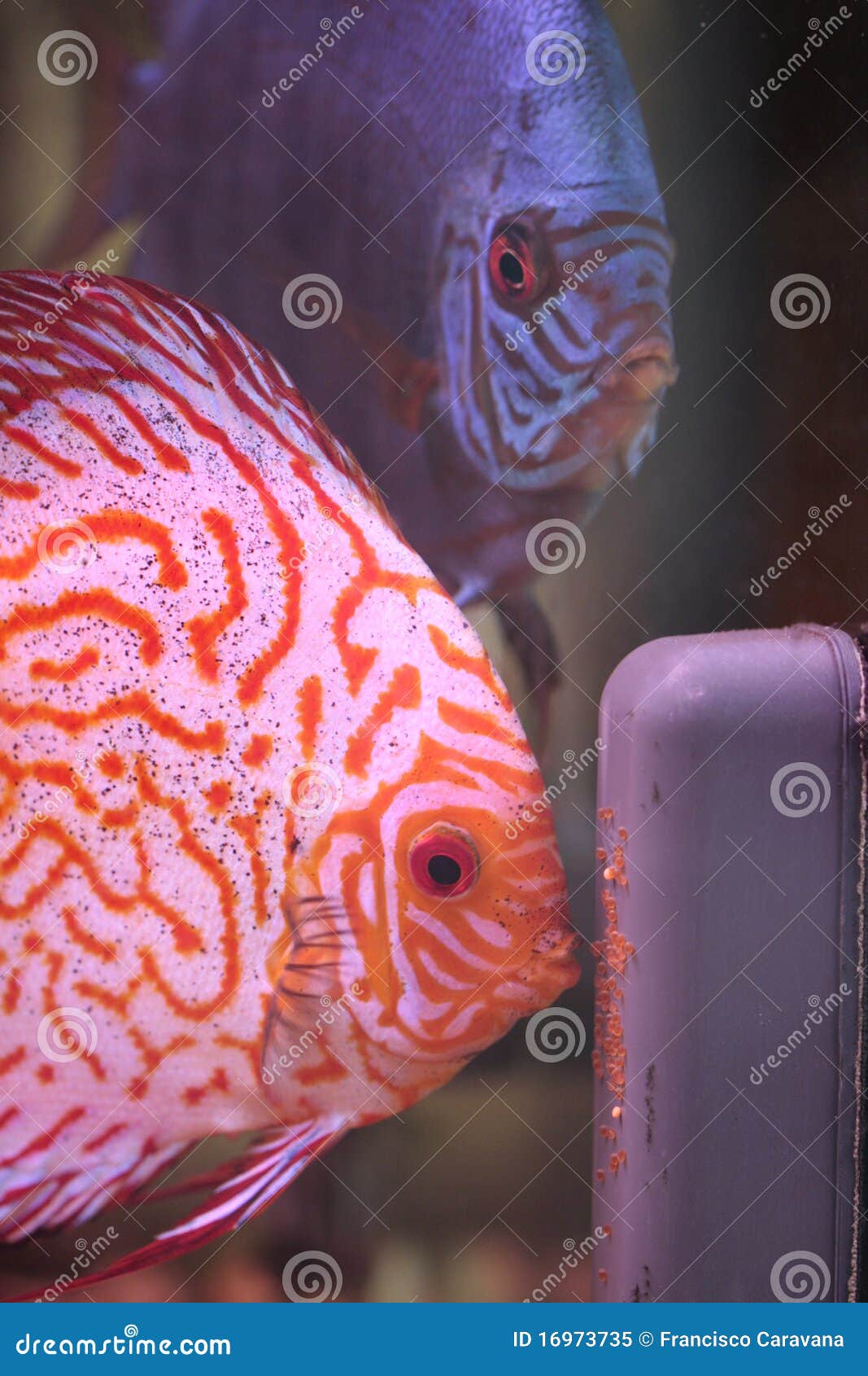 Breeding discus stock image. Image of spawning, water - 16973735