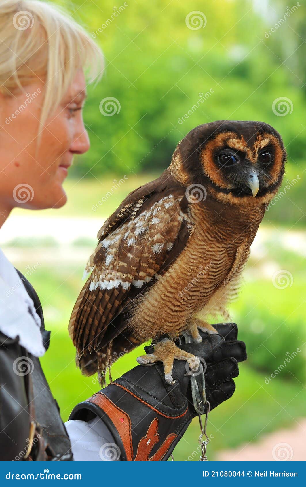 Breeding Eagle Owls editorial stock image. Image of eurasian - 21080044