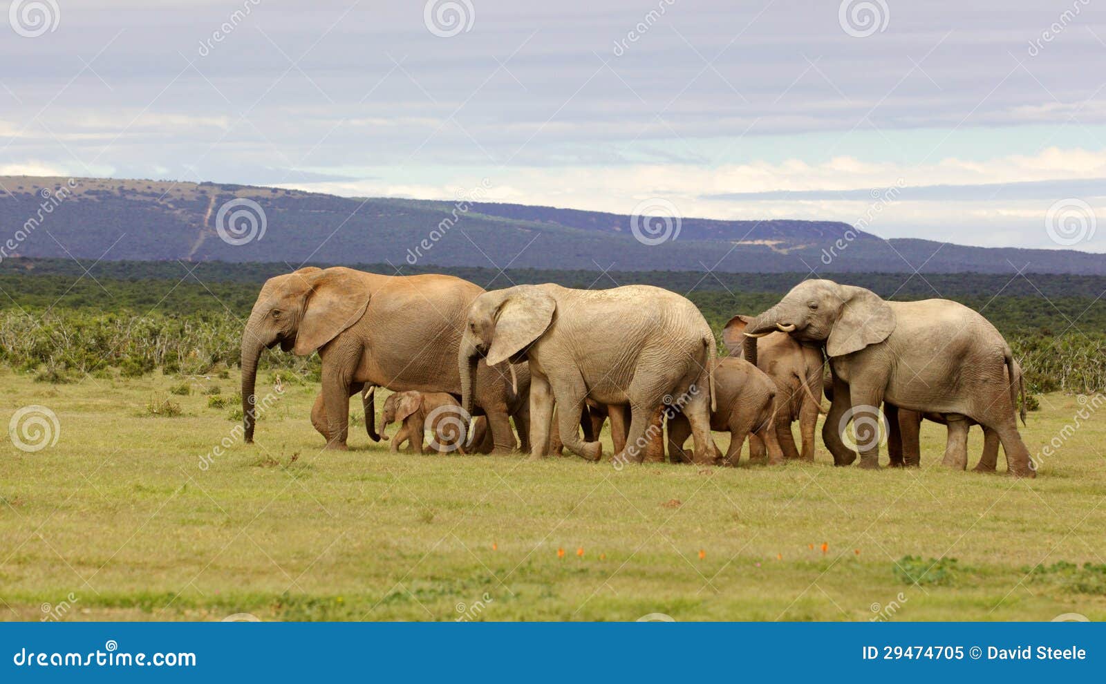 Breeding Elephant Herd stock image. Image of eastern - 29474705