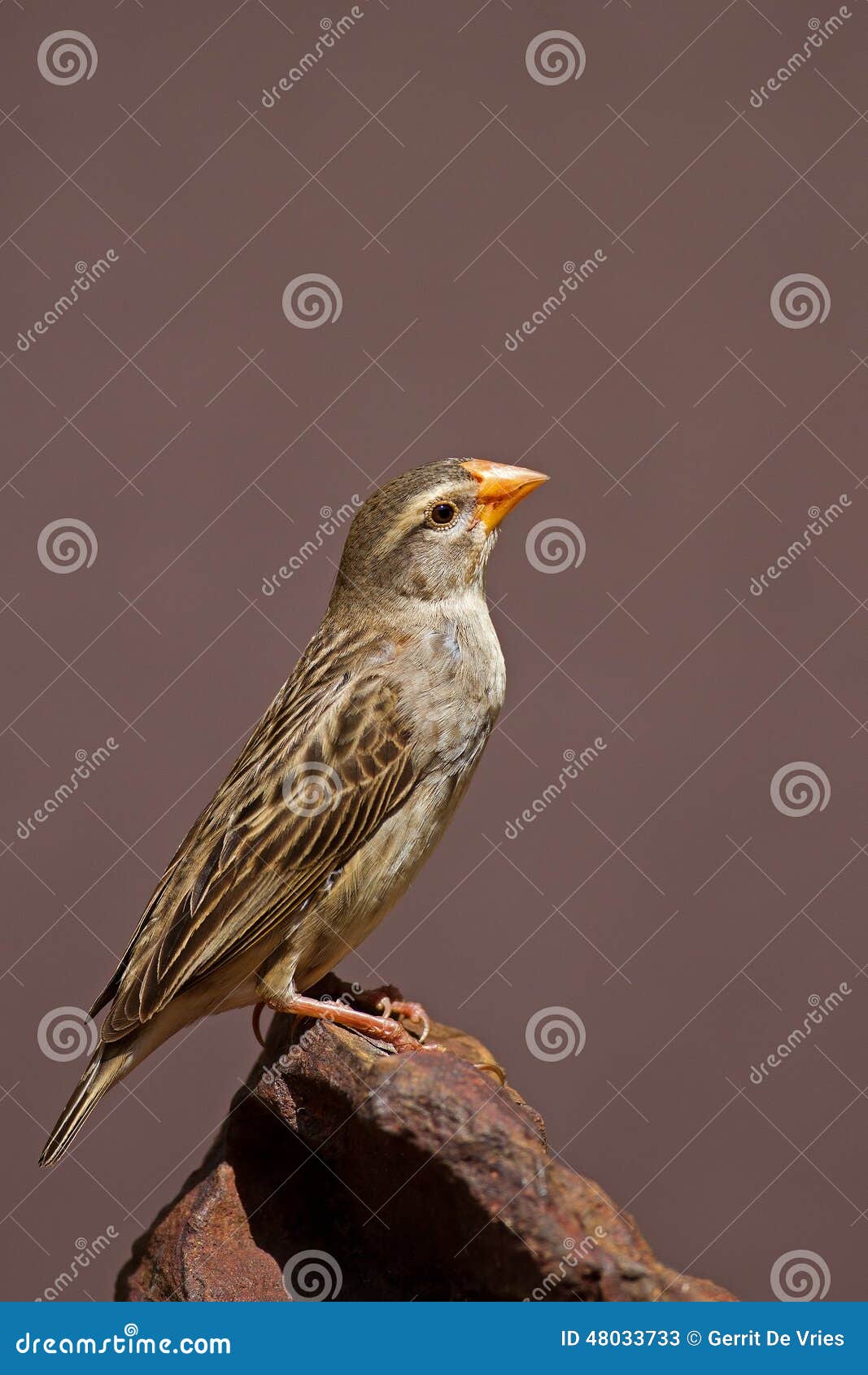 Red Billed Quelea Bird Sitting In Stems Of Grass To Eat Seeds Royalty ...