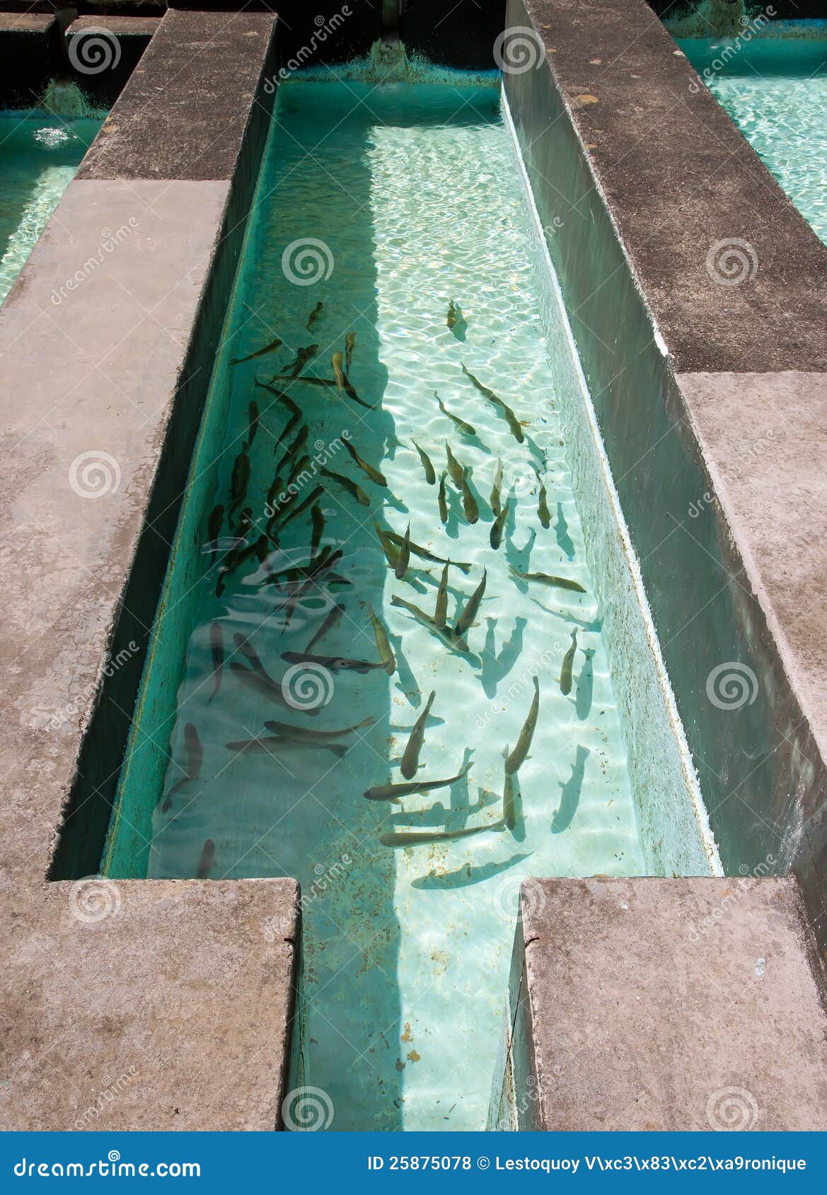 Breeding of fish in a pond stock photo. Image of carp - 25875078