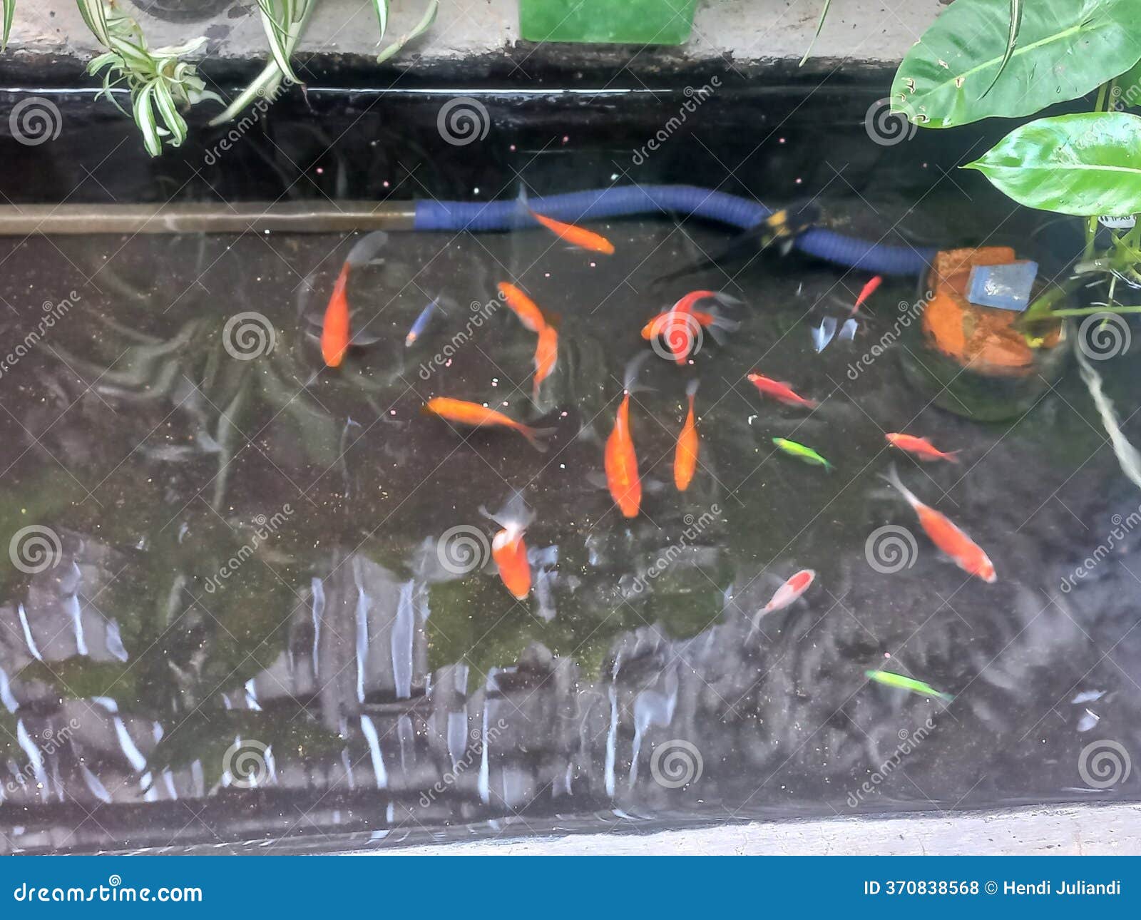 The Dam Of The Breeding Fish Pond Has A Canal Safety Overflow Similar ...