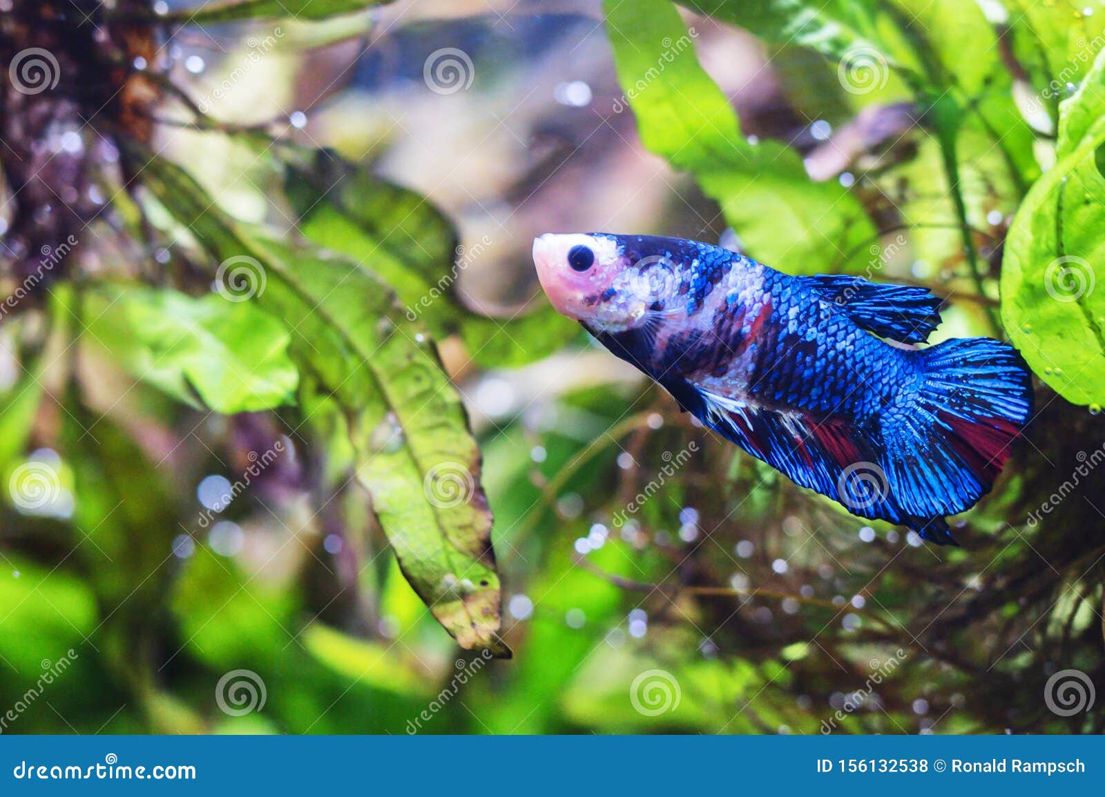 A blue Beta Splendens Koi stock photo. Image of colorful - 156132538