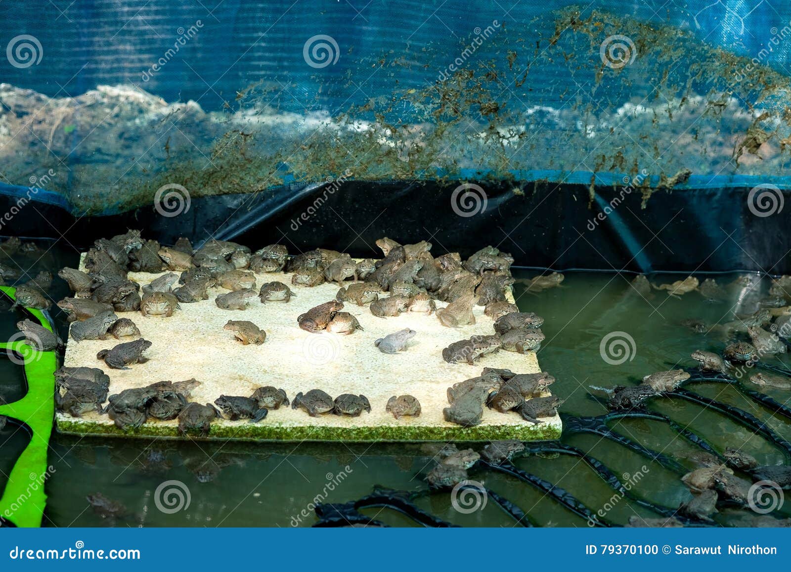 Breeding Frogs in Local Frog Farm. Stock Photo - Image of rana, water ...