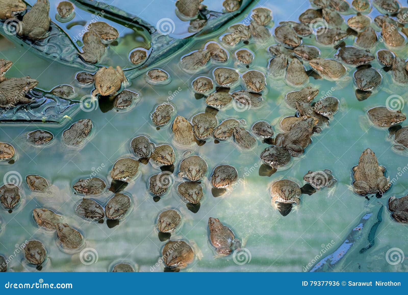 Breeding Frogs in Local Frog Farm. Stock Photo - Image of wildlife ...