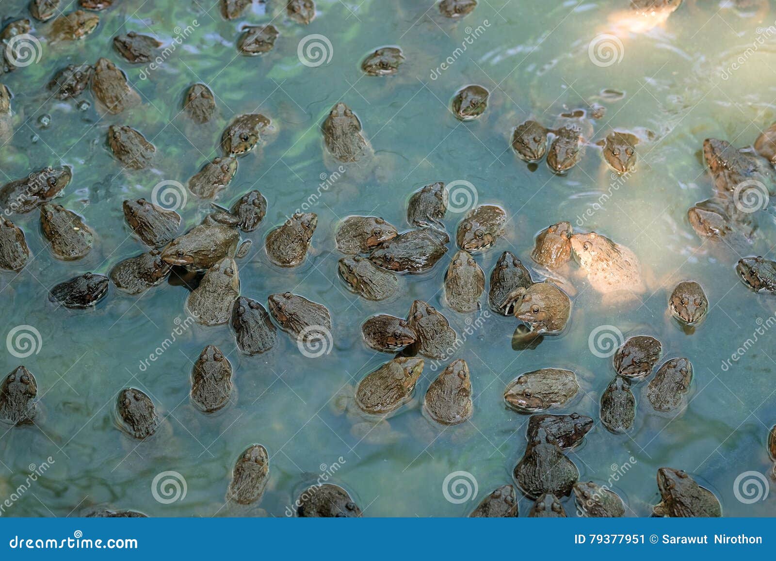 Breeding Frogs in Local Frog Farm. Stock Image - Image of common ...