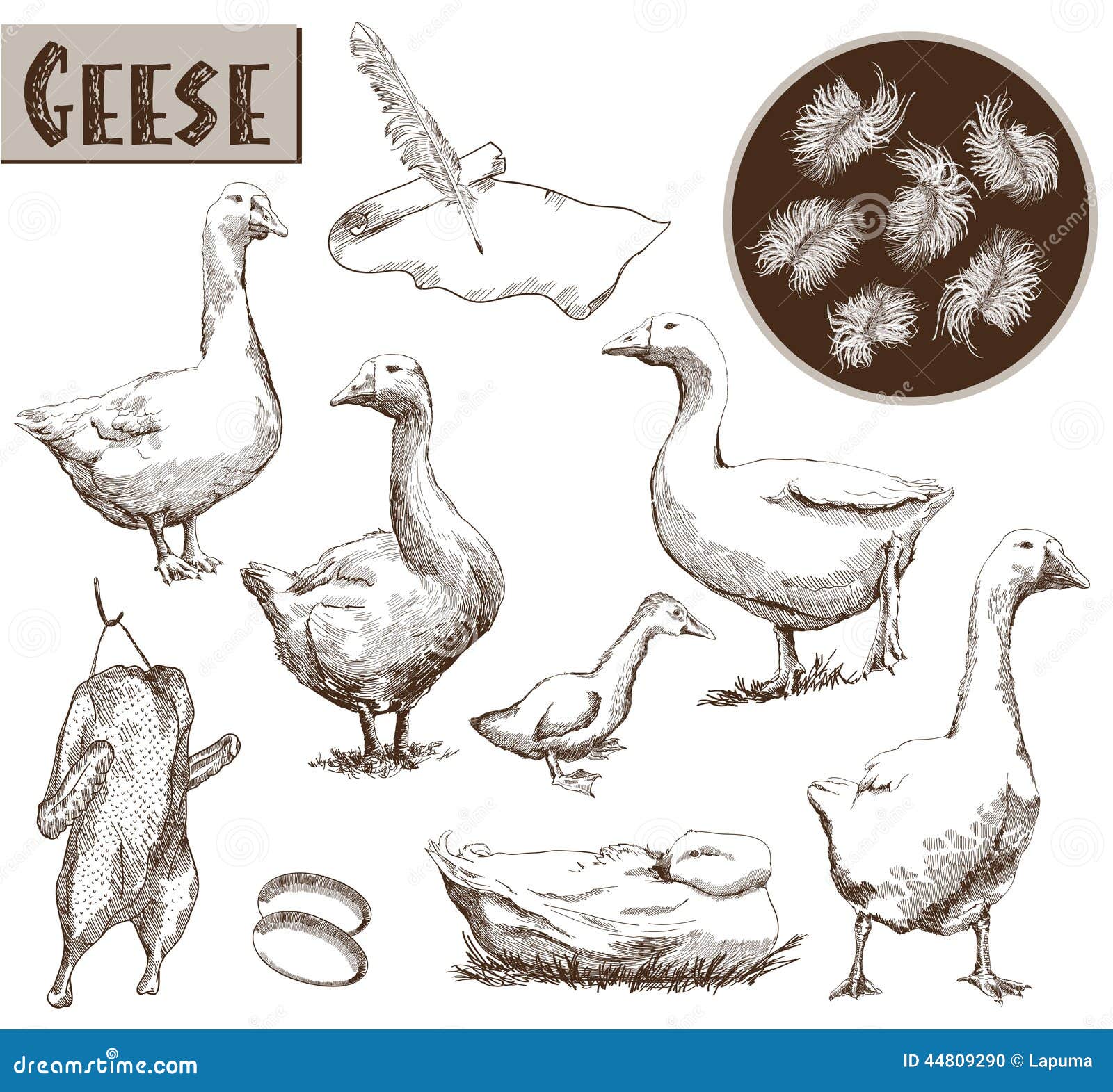 Geese Set Stock Illustrations – 747 Geese Set Stock Illustrations ...