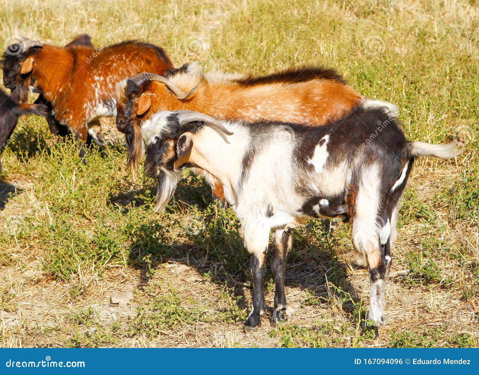 Breeding goats in a farm stock photo. Image of cattle - 167094096