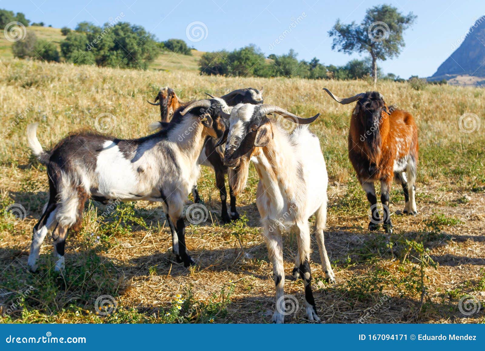 Breeding goats in a farm stock image. Image of animal - 167094171