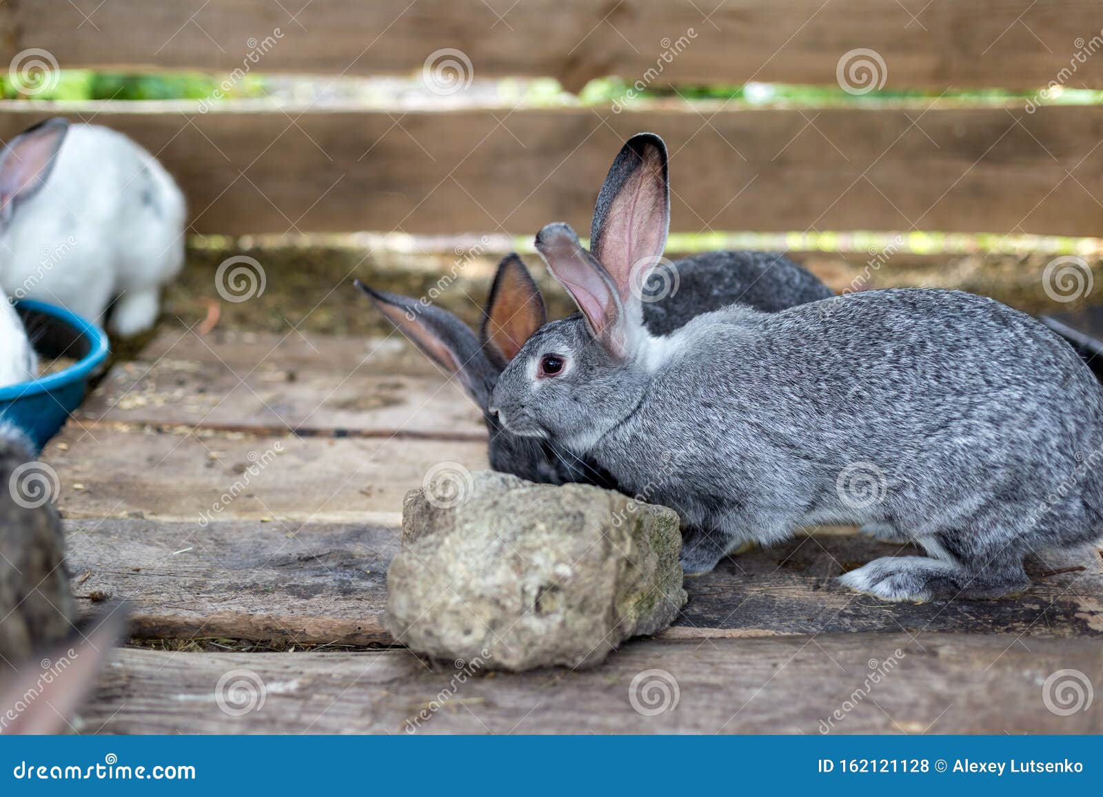 Breeding a Group of Rabbits in a Small Shed Stock Photo - Image of ...