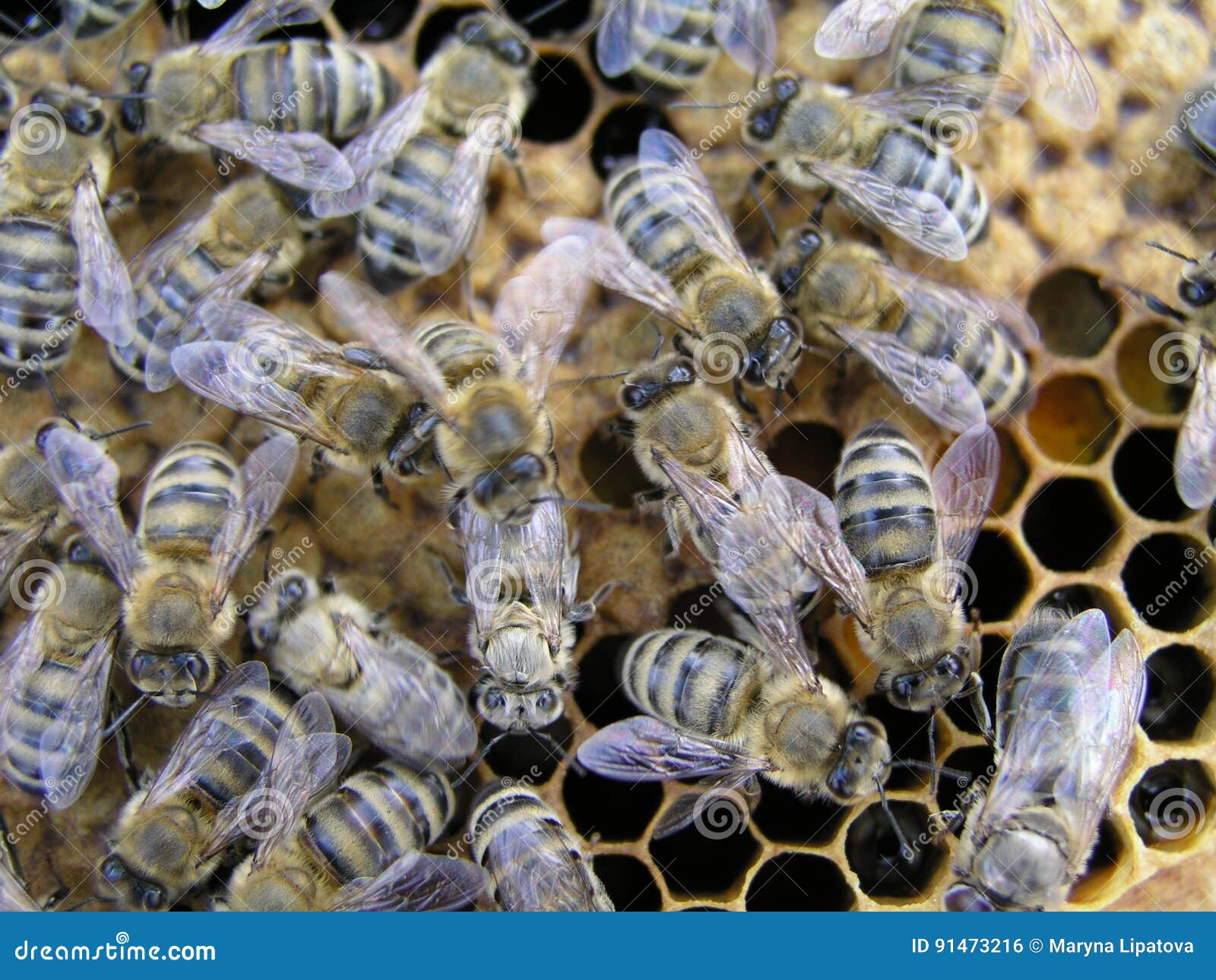 Breeding and Handling Bees. Breeding Bees in the Apiary in the Stock ...