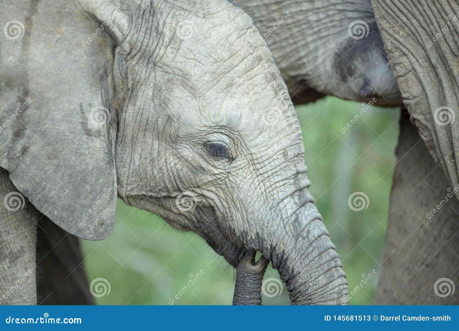 A Breeding Herd of Elephant Stock Image - Image of behaviour, open ...