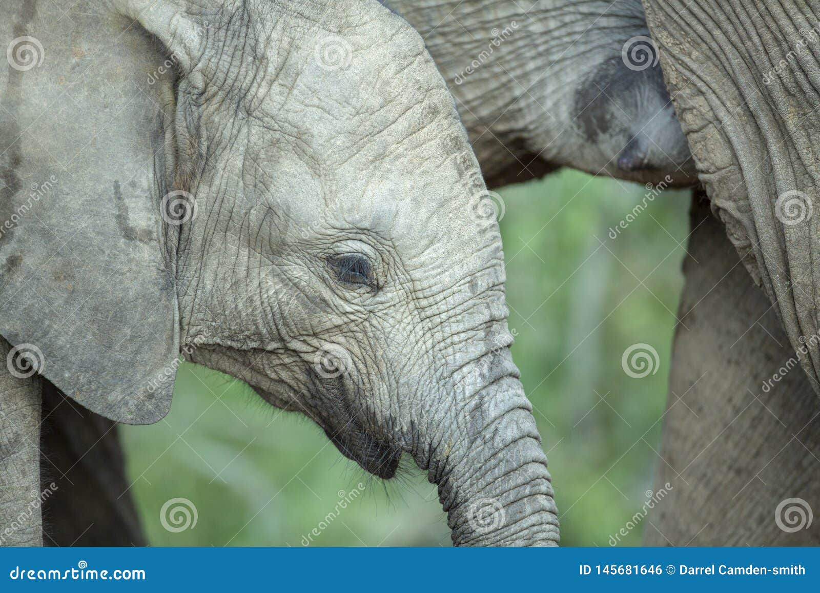 A Breeding Herd of Elephant Stock Photo - Image of breeding, elephant ...